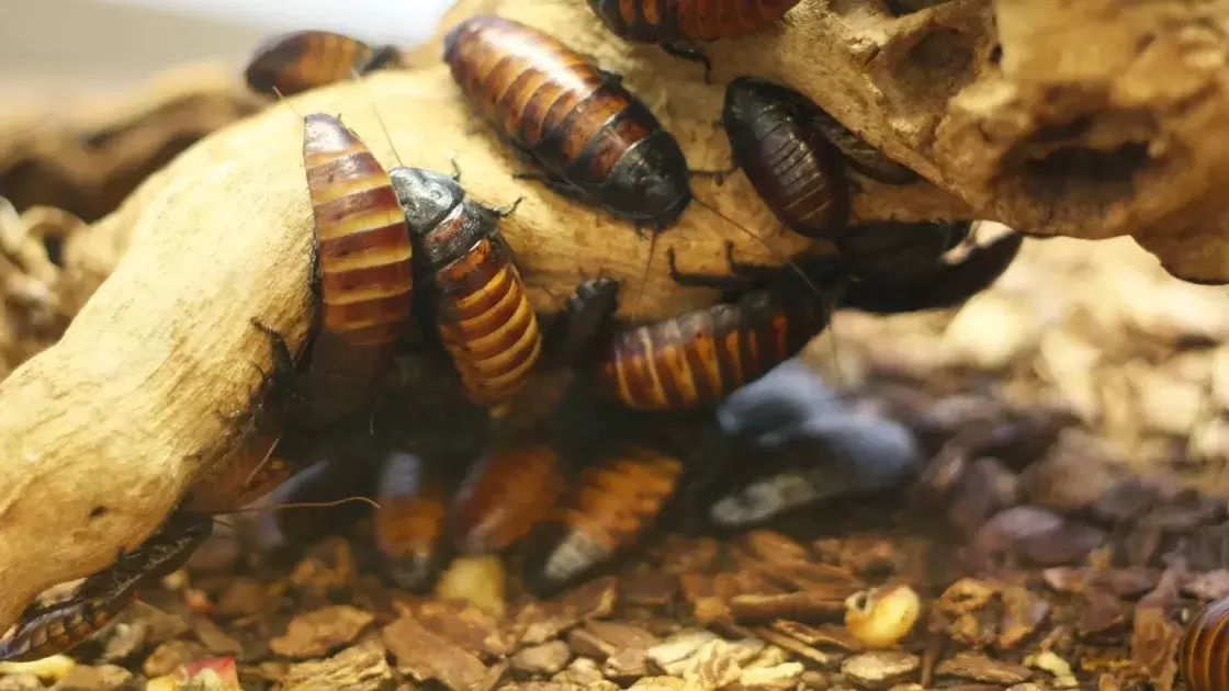 Cockroaches Ancient Resident of the Planet - Teaneck Pest Control ...